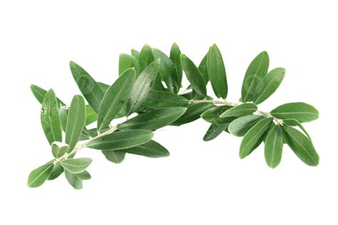 Olive Branch Olive Branch Close Natural Tree Supplements Png
