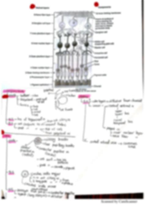 Solution Ophth Anatomy Notes Ophthalmology Surgery Studypool