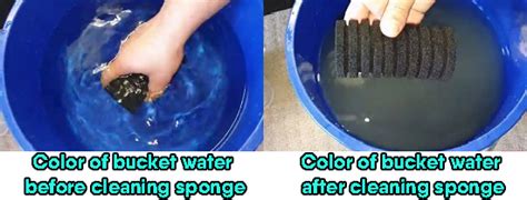 How To Clean Sponge Filter With Fish Tank Water