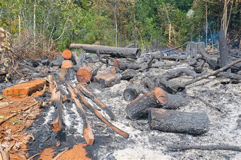불법 삼림 벌채 지역 나무를 자르고 나무를 태우고 환경을 손상시다 나무에 대한 스톡 사진 및 기타 이미지 나무 단면도 아래로 이동 Istock