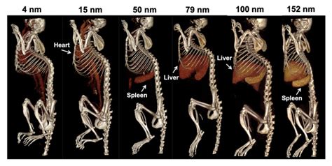 Effect Of Gold Nanoparticle Size On Their Properties As Contrast Agents For Computed Tomography