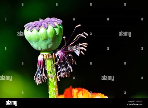 Oriental Poppy Papaver Orientale Turkish Poppy Oriental Poppy