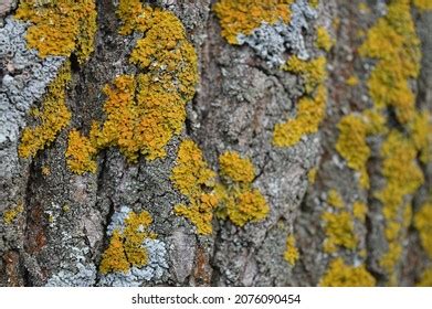 1 Кора Тополя Images, Stock Photos & Vectors | Shutterstock