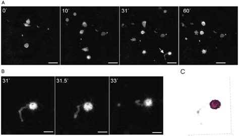 Besnoitia Besnoiti Bradyzoites Induced Vital Netosis Live Cell 3d