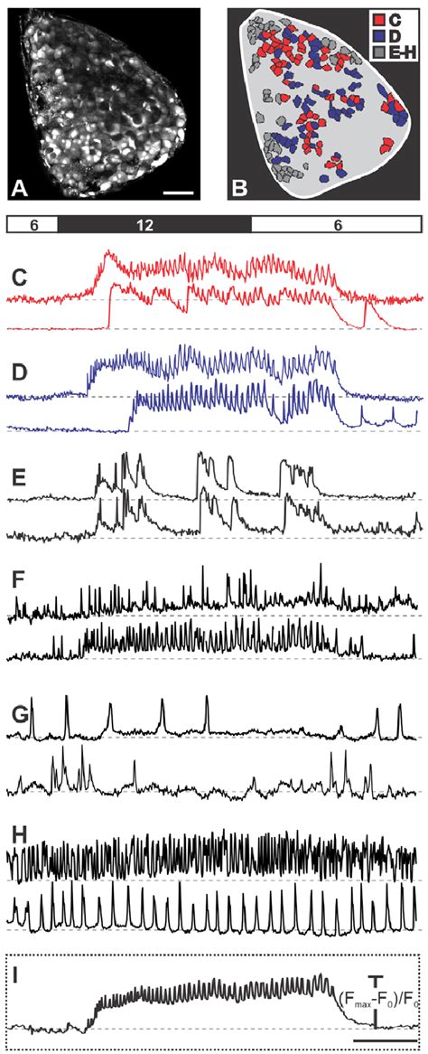 Spatiotemporal Ca 2 I Patterns In A Representative Islet Of Download Scientific Diagram