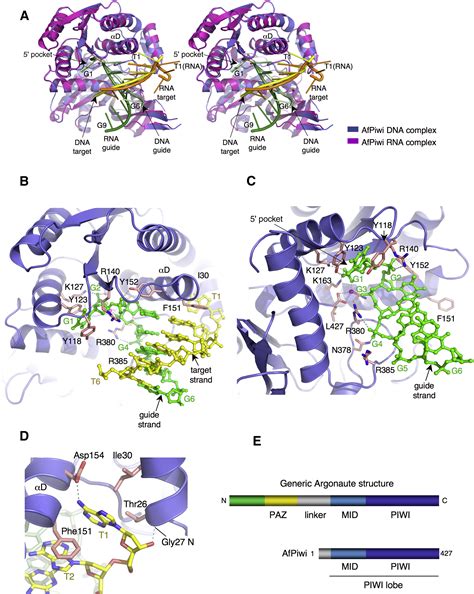 Enhancement Of The Seed Target Recognition Step In Rna Silencing By A