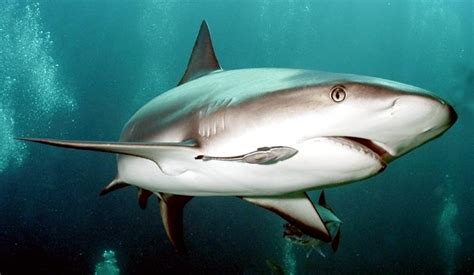 Remora Ocean Treasures Memorial Library