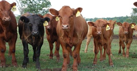 New Discovery Fusobacterium Varium In Liver Abscesses Of Beef Cattle