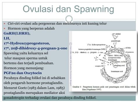 Kinerja Hormon Reproduksi Ikan Pada Matakuliah Endokrinologi Ikan Pptx