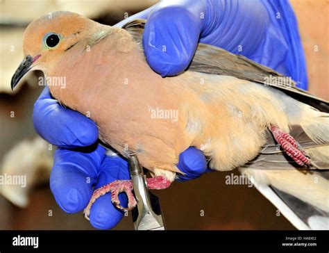 At Seedskadee National Wildlife Refuge Researchers Band Mourning Doves