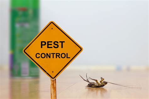 Top 3 Pest Control Summer Wreckers Buzz Kill Pest Control