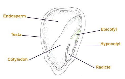 Plant Embryo Diagram