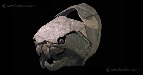 Dunkleosteus Your Guide To The Giant Armored Placoderm
