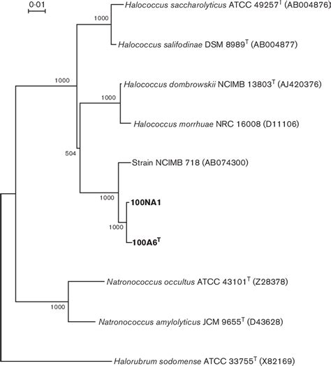 Halococcus Salifodinae