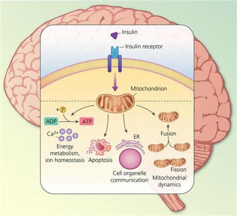 解开胰岛素作用对脑线粒体和代谢的影响 Journal Of Neuroendocrinology X Mol