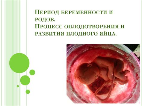Период беременности и родов Оплодотворение презентация онлайн