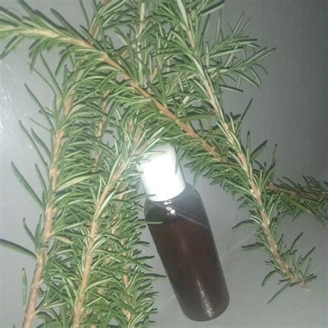 Rosemary Water For Hair Growth How To Make And Use It For Maximum
