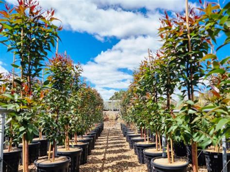 Eucalyptus Robusta Matong Wholesale Nursery Nurseries In Melbourne