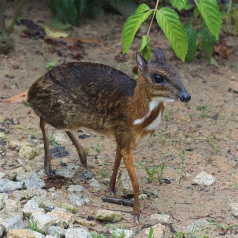 Lesser Malay Mouse Deer