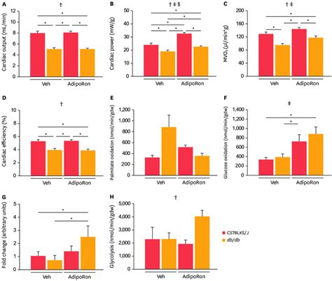 Cardiac Contractile Function And Energy Substrate Utilization Cardiac