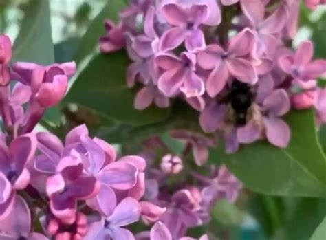 Щастя на порозі 5 знаків Зодіаку в життя яких в останні дні травня стрімко увірвуться позитивні