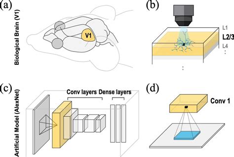 Brain Inspired Ai Learns To See Like Humans In Stunning Vision Breakthrough