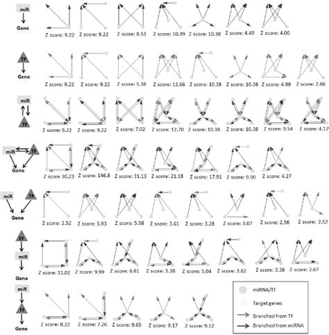 Significantly Enriched Network Motifs Download Scientific Diagram