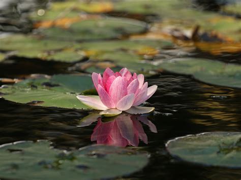 ফুলের ছবি সুন্দর সুন্দর পিক