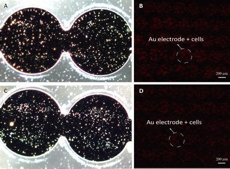 Video Regeneration Of Arrayed Gold Microelectrodes Equipped For A Real