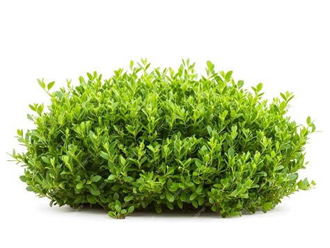 Lush Green Bush With Small Oval Leaves Isolated On White Premium Ai