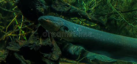 Close Up Of An Electric Eel In Water Stock Image Image Of Behavior