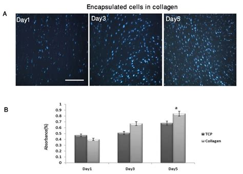 Fig1 A Morphological Images From Differentiated Cells In TCP And Download Scientific Diagram