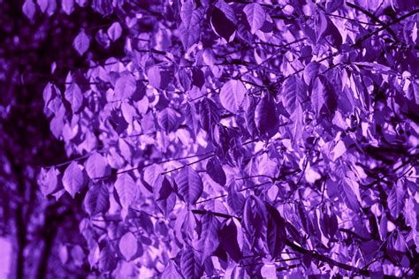 Purple Autumn Leaves By Emilymh2018 On Deviantart