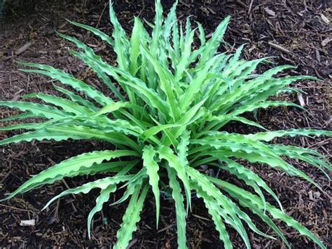 Curly Fries, Hosta | Hostas, Curly fries, Shade garden