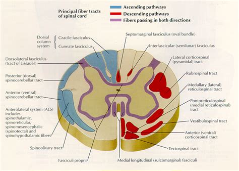 Gracile Fasciculus Of Spinal Cord Mapametawan