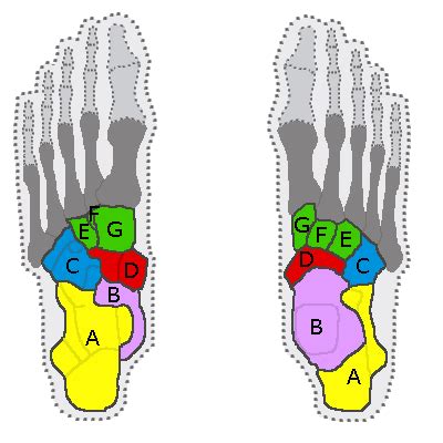 Tarsals Bone