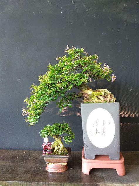 Contoh Bunga Bonsai Anna Nash
