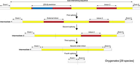 excision of the first intervening sequence in the primary transcript of
