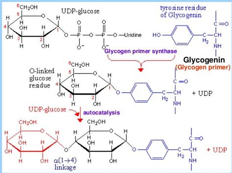7 Glycogen Metabolism