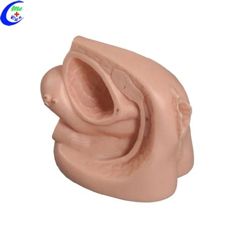Human Medical Internal And External Genital Organ Model Simulation In