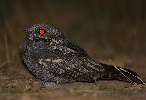 Chotacabras Europeo Birding Aragón