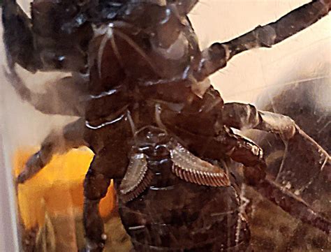 Time For Everyones Favorite Game Sex That Afs R Scorpions