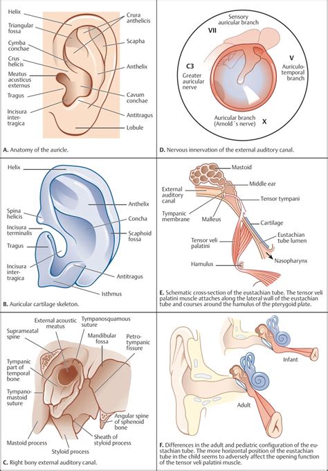 Basic Principles Neupsy Key