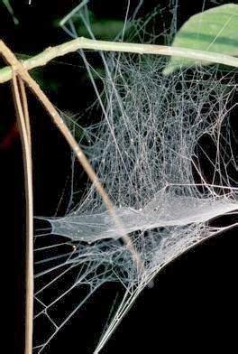El Mundo De Las Ideas Telas De AraÑa En El DiseÑo Y En El Arte