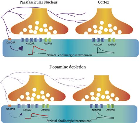 Graphical Abstract Striatal Cholinergic Interneurons Chis Receive