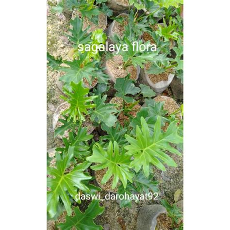 Jual Tanaman Hias Philo Jari Shopee Indonesia