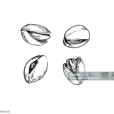 피스타치오 너트 벡터 일러스트 레이 션 세트입니다 껍질에 있는 피스타치오 씨앗의 손으로 그린 잉크 스케치 라벨 메뉴 포장 디자인을 위해 흰색 배경 요소에 격리 0명에 대한