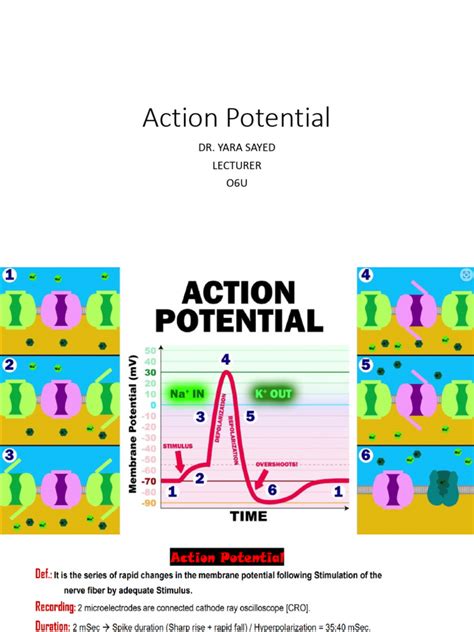 Properties Of Action Potential Explained Pdf