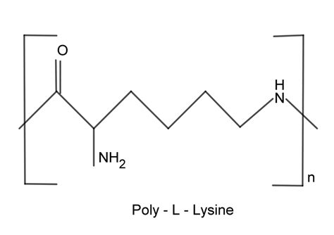 Structure Of A Polysaccharide B Poly D Glutamic Acid C Poly L Lysine Download