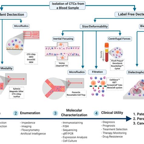 Schematic Depicting Circulating Tumor Cells Ctc Detection And